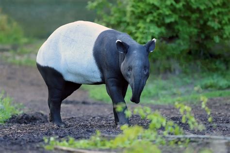 Malaysian Tapir Malay Tapir At Salt Lick Malaysia Stock Image