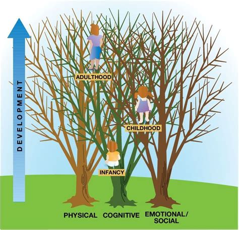 Human Development Is O Lifelong O Multidimensional And Multi