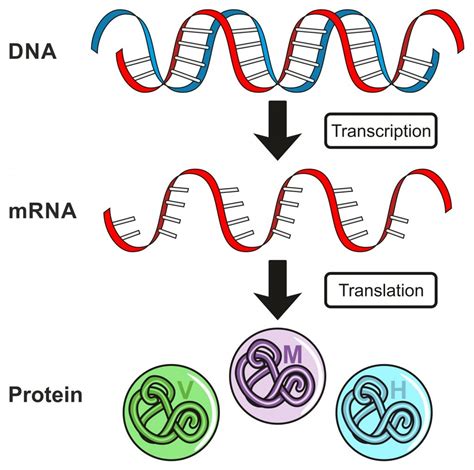 Protein Expression Or Gene Expression At Jeffery Mahoney Blog