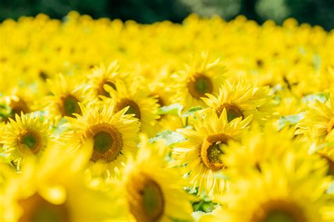 해바라기의 아름다운 필드 많은 의도적으로 초점을 맞춘 추상 배경에 유용 계절에 대한 스톡 사진 및 기타 이미지 계절 꽃 나무 꽃 식물 Istock