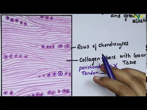Elastic Cartilage Labeled Ground Substance