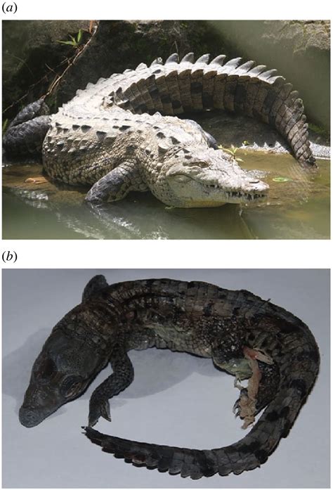 Crocodile Parthenogenesis After A Decade Of Solitary Confinement The