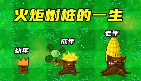 【吹雪解说】植物大战僵尸：火炬树桩的一生，和三叶草是最亲密的朋友？ 29万粉丝1千点赞游戏视频 免费在线观看 爱奇艺