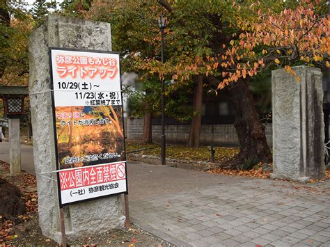 人気の紅葉スポット弥彦公園もみじ谷のライトアップは11月23日まで 地域情報サイトガタチラ