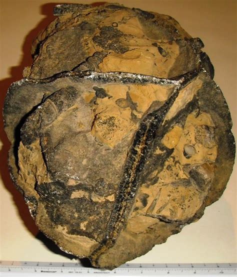 Septarian Nodule Fossil Id The Fossil Forum