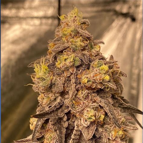 Surfr Seeds Kush Mints X Trophy Wife Heritage Seedbank