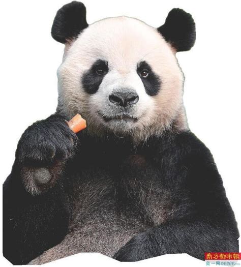 “安安”“可可”改食广东竹腾讯新闻