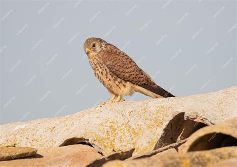 Premium Photo Female Lesser Kestrel Falco Naumanni On A Roof