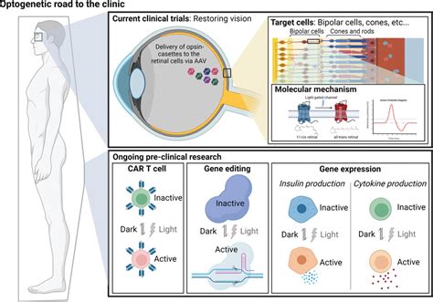 Clinical And Translational Medicine Vol 13 No 5