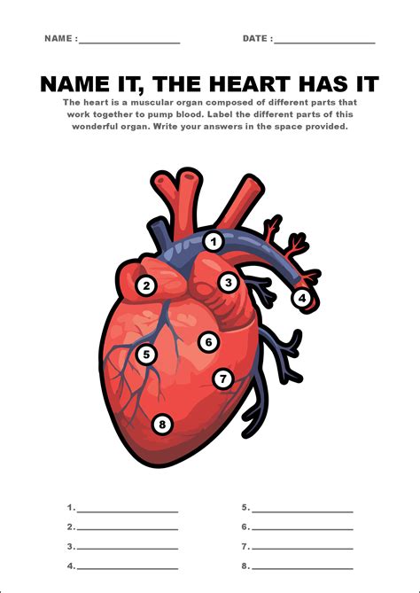Anatomy And Physiology Printable Worksheets Carinewbi