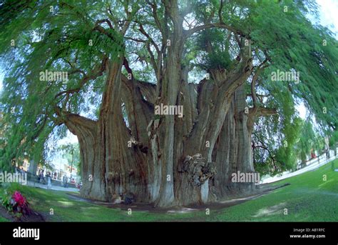The Giant Tule Sabina Or Ahuehuete Tree At Santa María Del Tule Said To