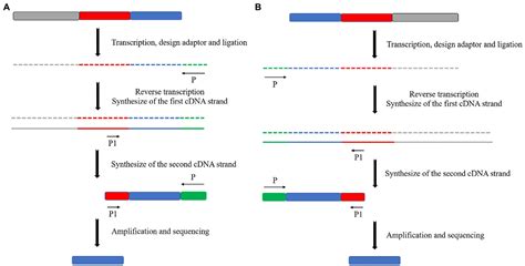 Frontiers Application Of Transposon Insertion Site Sequencing Method In The Exploration Of