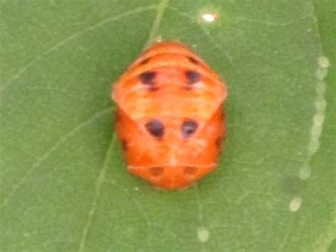 Coccinellidae Bugguide