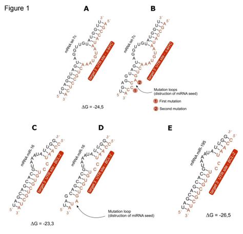 Schematic Representation Of The Predicted Interaction Between MiRNA And Download Scientific