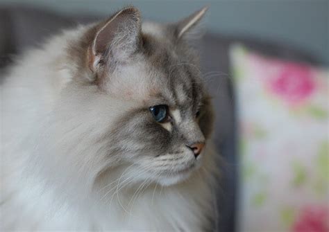 Blue Lynx Ragdoll Complete Guide Vocal Cats