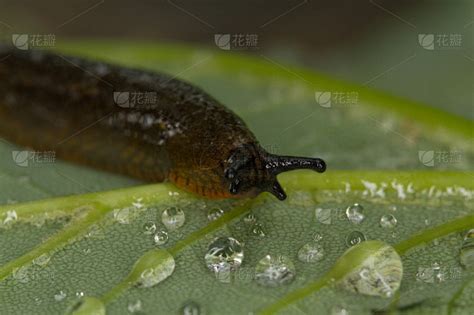 鼻涕虫