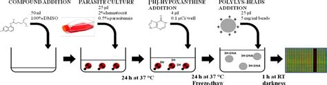 Scheme Of The 3 H Hypoxanthine Based Scintillation Proximity Assay