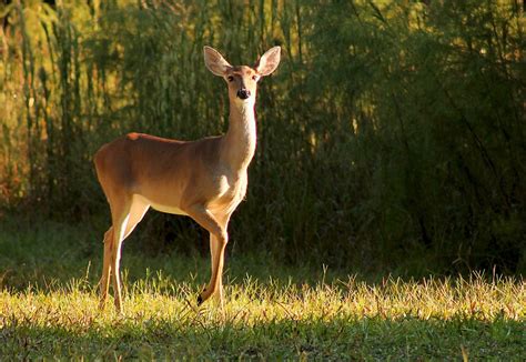Deer And Doe Hiraeth First