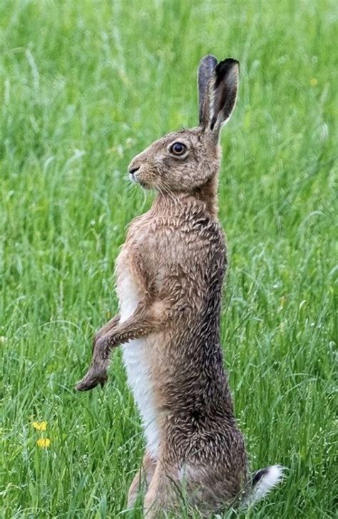 Pin By Rachel Summers On Animals Hare Pictures Animals Wild Animals