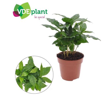 Coffea Arabica Green Solutions