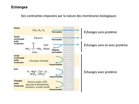 PPT Les Membranes Biologiques Membrane Plasmique Et Membranes