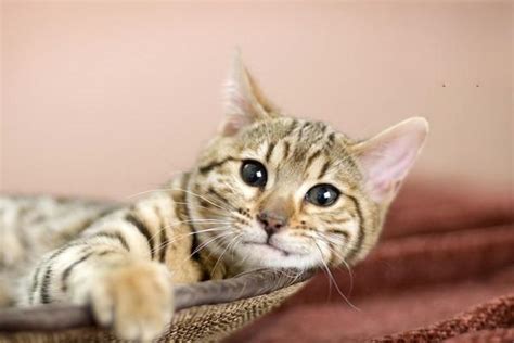 什么是猫腹水
