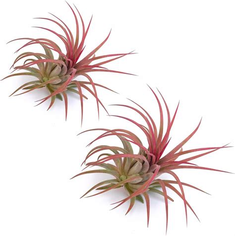 Pack de Tillandsia Ionantha Rouge Plante Aérienne ReptiTerra