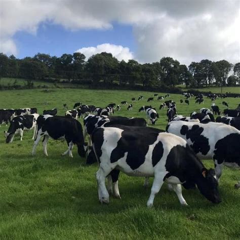 Live Dairy Cows Friesian Holstein Cow Available South Africa Price