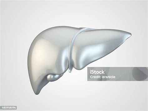 Human Liver Из Металла — стоковые фотографии и другие картинки Печень Внутренний орган