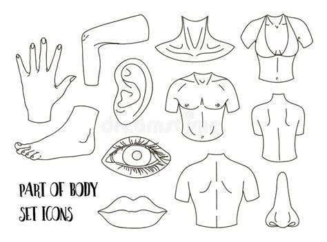 Female Perineum Stock Illustrations 27 Female Perineum Stock
