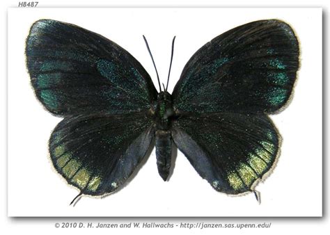 Theorema eumenia (pinned specimens, page 2)