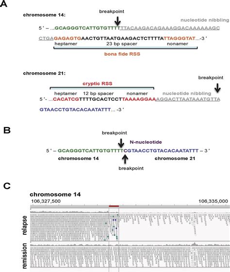 Rag Mediated Gene Rearrangements In The High Hyperdiploid All Patients