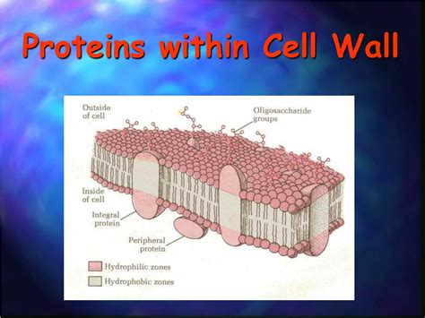 Ppt Proteinsamino Acids Powerpoint Presentation Free Download Id