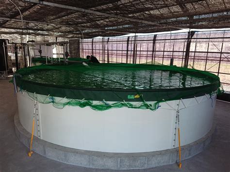 魚と野菜を育て地域経済を潤す循環型農法、アクアポニックス設備が大船渡で始動｜ニュースイッチ By 日刊工業新聞社