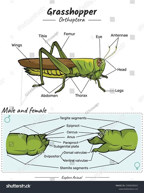 grasshopper anatomy diagram showing parts grasshopper stock vector
