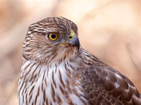 Coopers Hawk Nesting All You Need To Know Birdfact