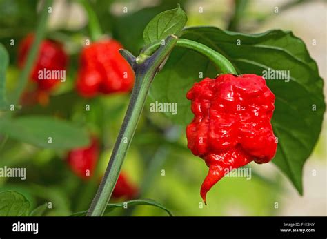 A Carolina Reaper Chilli Pepper Capsicum Chinense Currently The
