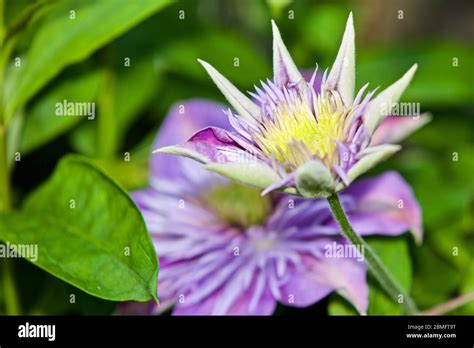 Clematis ‘Crystal Fountain’ Stock Photo - Alamy