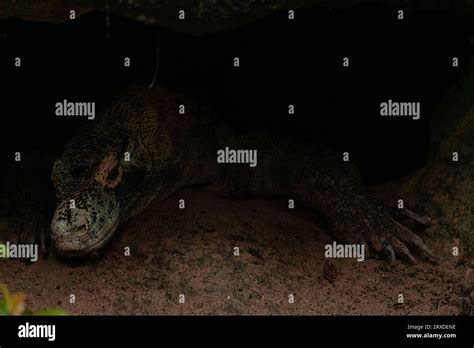 Komodo Dragon Varanus Komodoensis Hiding Under The Rock Komodo