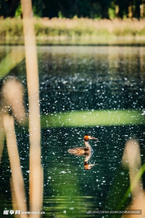 大凤头鸊鷉摄影图 鸟类 生物世界 摄影图库 昵图网nipic