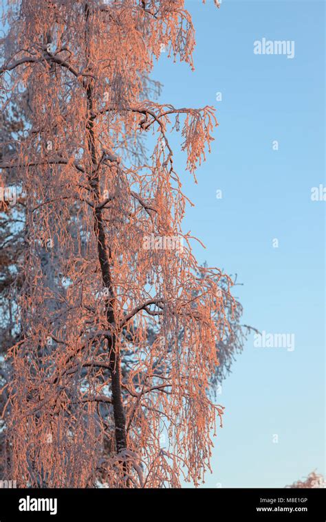 Last Sunlight In Frosty Tree Stock Photo Alamy