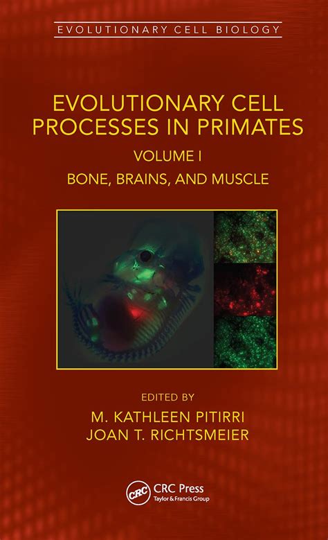 Evolutionary Cell Processes In Primates Evolutionary Cell Biology Richtsmeier Joan T