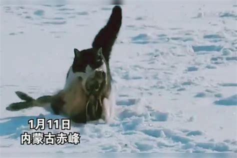 猫咪打猎归来，叼着免子一路走走停停猫：前面有俩大门牙的都是耗子