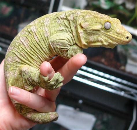Leachie Gecko Facts And Pictures