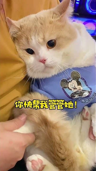 【一隻又廷🐱】女孩子都是小貓🐱體質，你開玩笑，她就生氣了！ Youtube