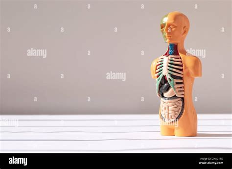 3d Human Model With Inner Organs Medical Anatomical Concept Anatomy Banner With Copy Space For