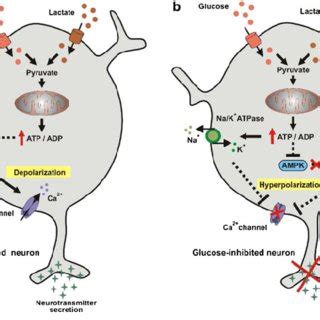Potential Mechanisms Of Glucose Sensing In Hypothalamic Neurons A An
