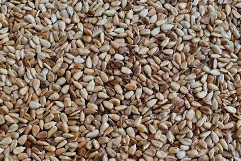 무료 사진 농업 허브 씨앗 해바라기 씨 건조 영양 일괄 처리 다이어트 밀 식이