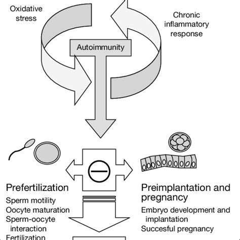 Redundant Loop Between Oxidative Stress And Chronic Inflammation