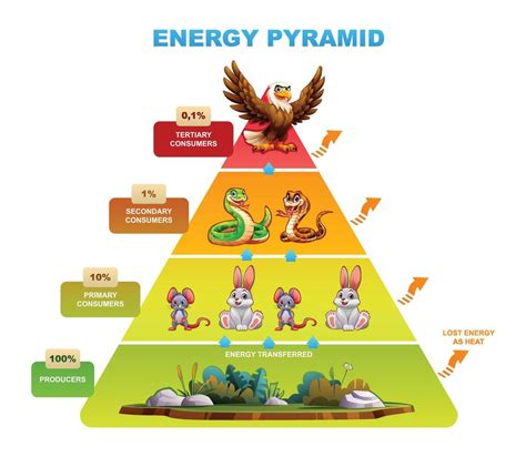 Energy Pyramid Representation Highlighting Energy Transfer Between Trophic Levels Cartoon